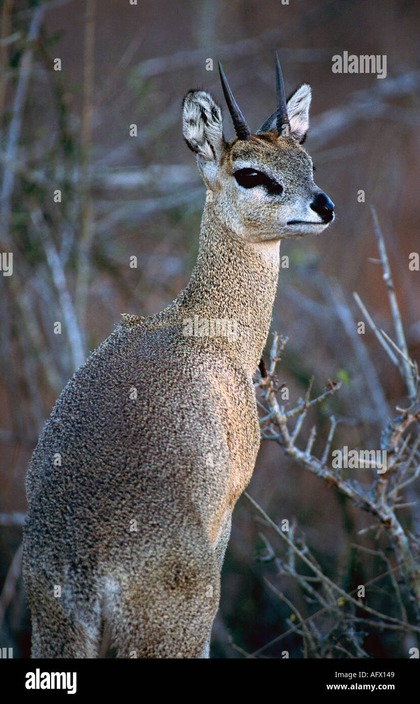Klipspringer Antelope Oreotragus oreotragus Matopos Zimbabwe Stock ...