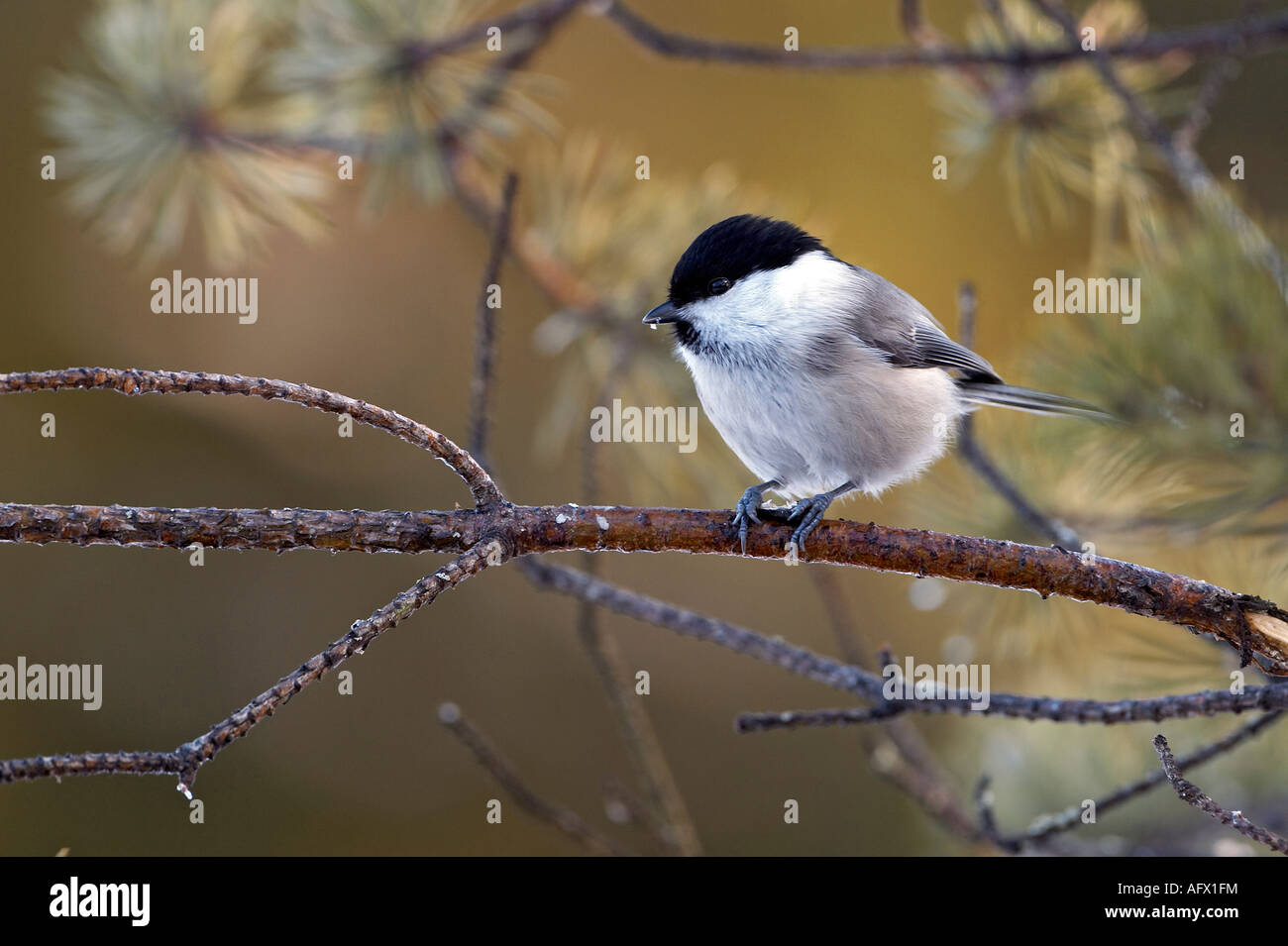 Willow Tit Parus montanus Stock Photo - Alamy