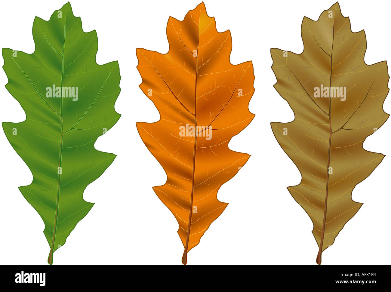 Illustration of oak leaf in different colors Stock Photo - Alamy
