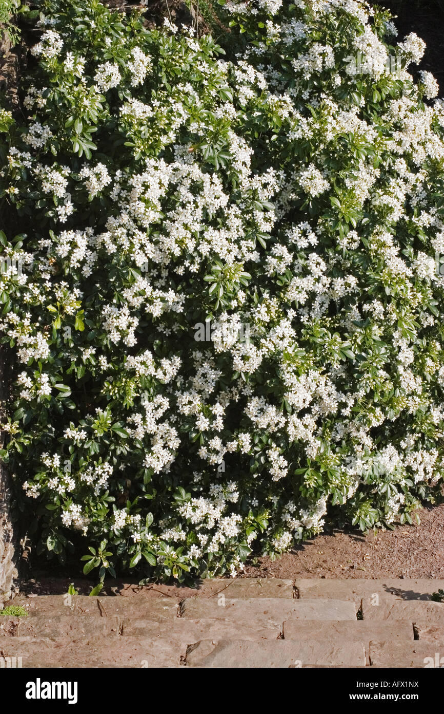 CHOISYA TERNATA (MEXICAN ORANGE BLOSSOM;MEXICAN ORANGE FLOWER;MEXICAN ...