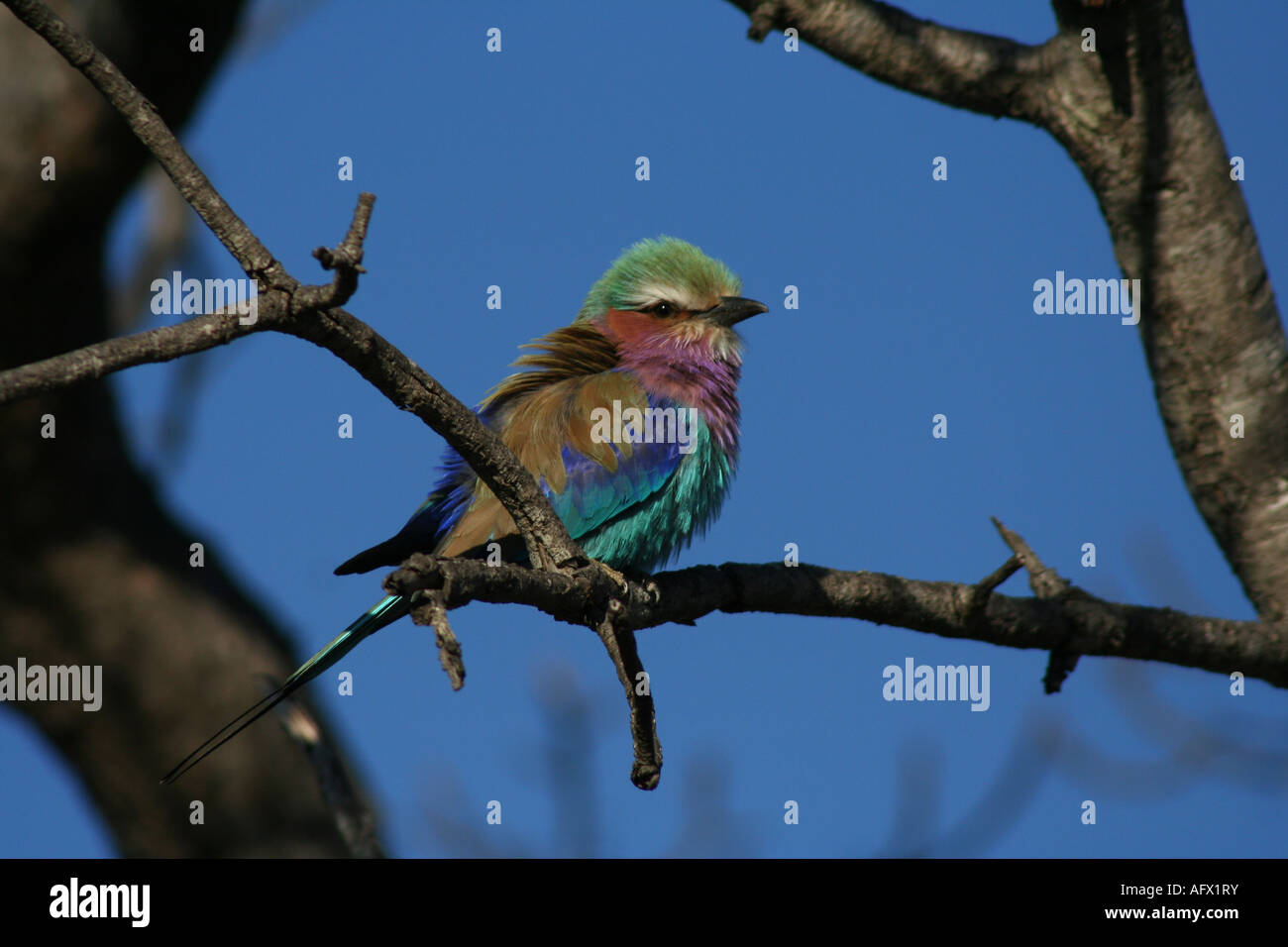 Brr its Cold Stock Photo - Alamy