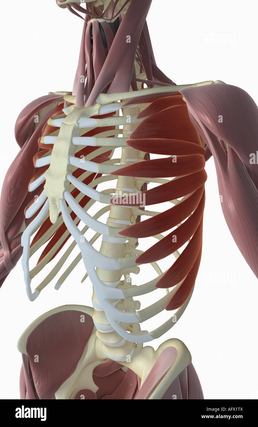 Serratus Anterior High Resolution Stock Photography and Images - Alamy