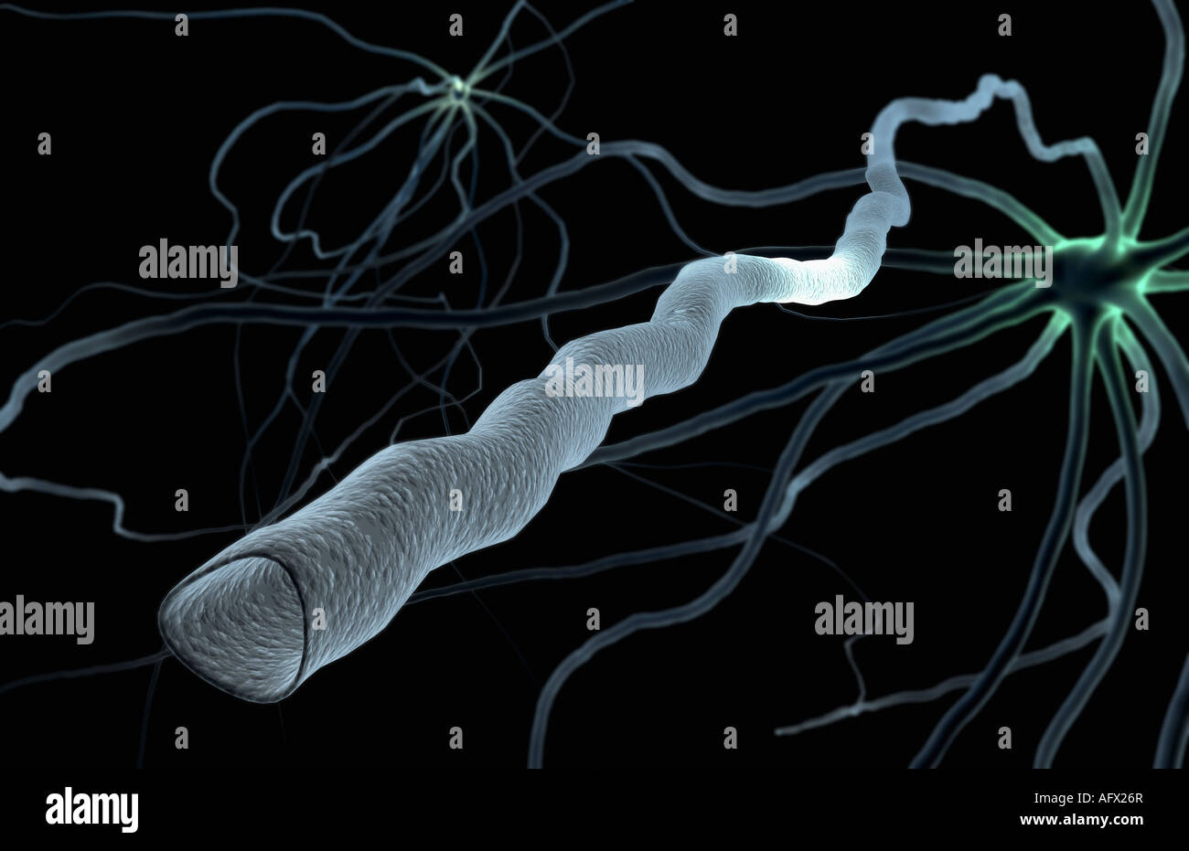 Axons bundles hi-res stock photography and images - Alamy