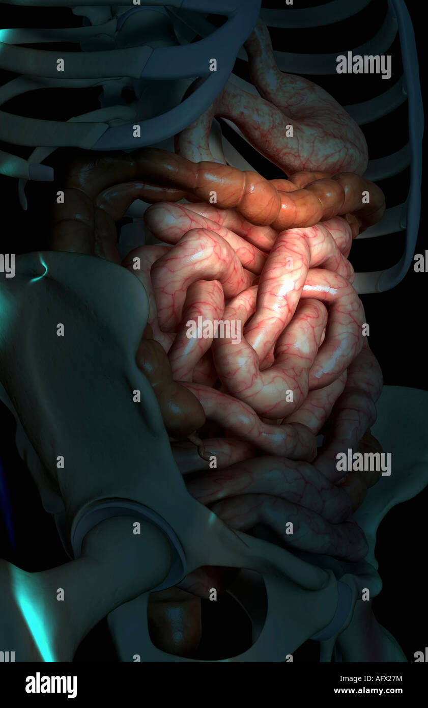 Human digestive small intestine side hi-res stock photography and ...