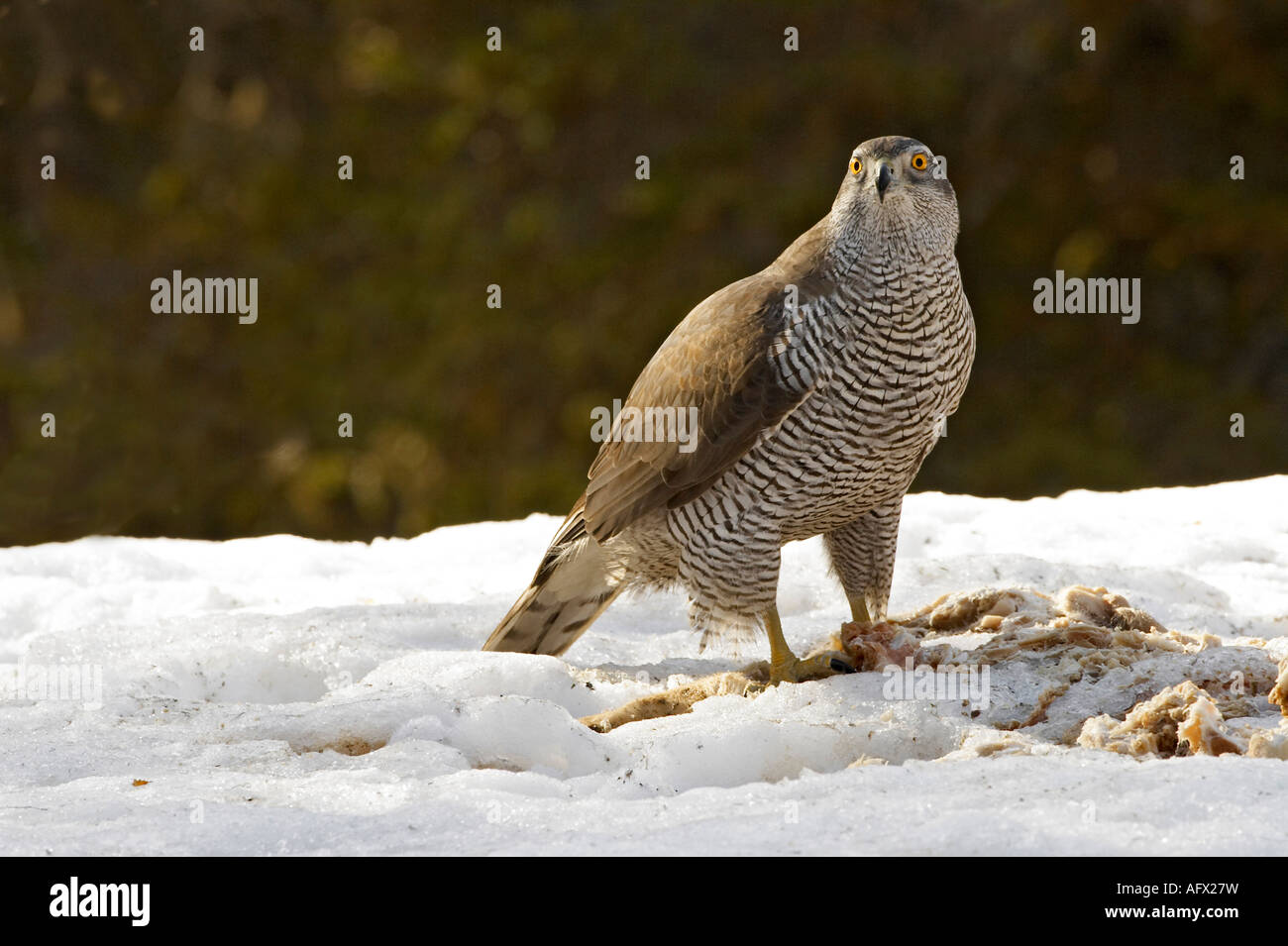 Goshawk feeding on winter kill in snow Stock Photo - Alamy