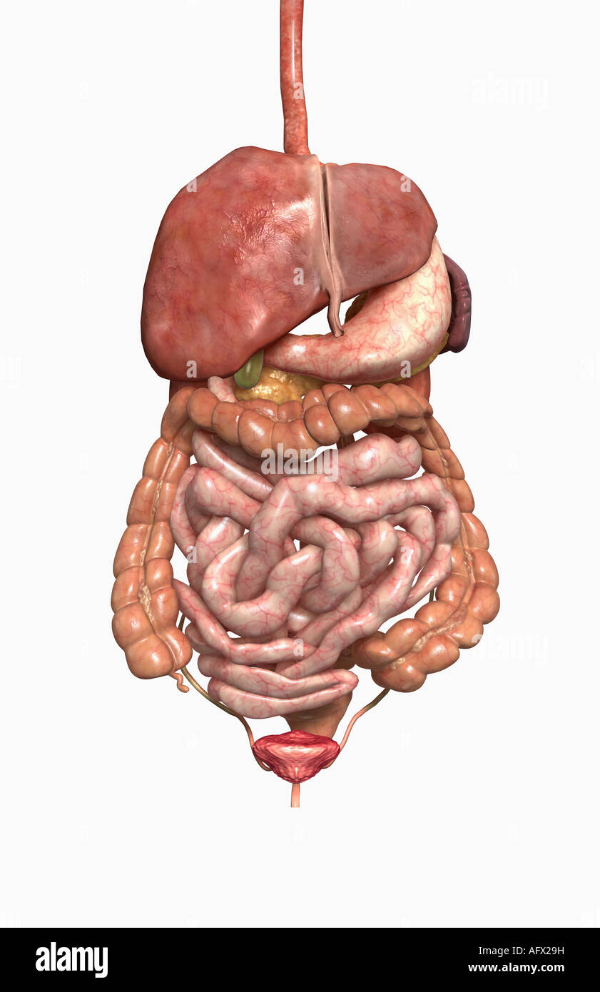 The digestive system Stock Photo - Alamy