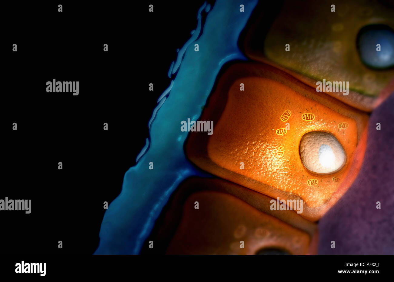 Mucous cell hi-res stock photography and images - Alamy