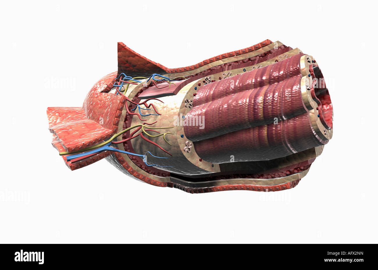 Digestive tube histology Stock Photo - Alamy