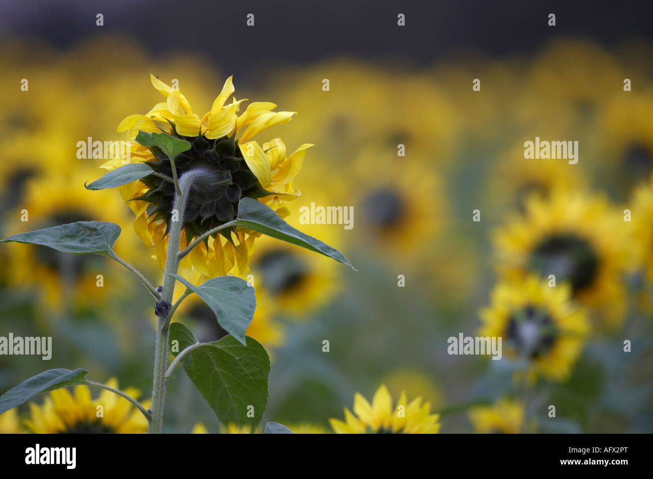 single flower head shot from behind amongst field of sunflowers ...