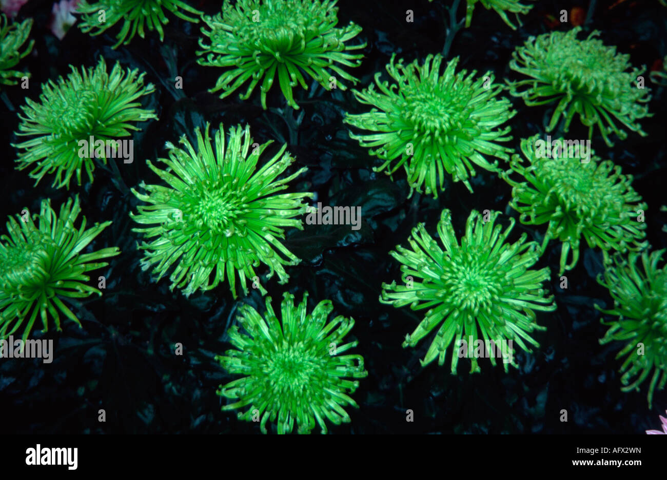 Crysanthemum anastasia hi-res stock photography and images - Alamy