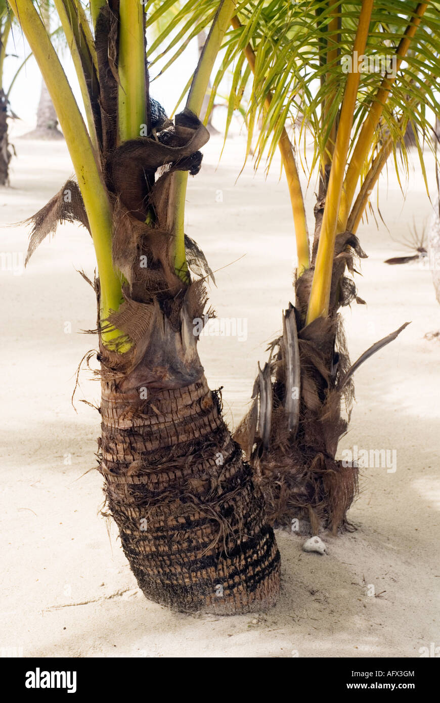 Nipa palm hi-res stock photography and images - Alamy