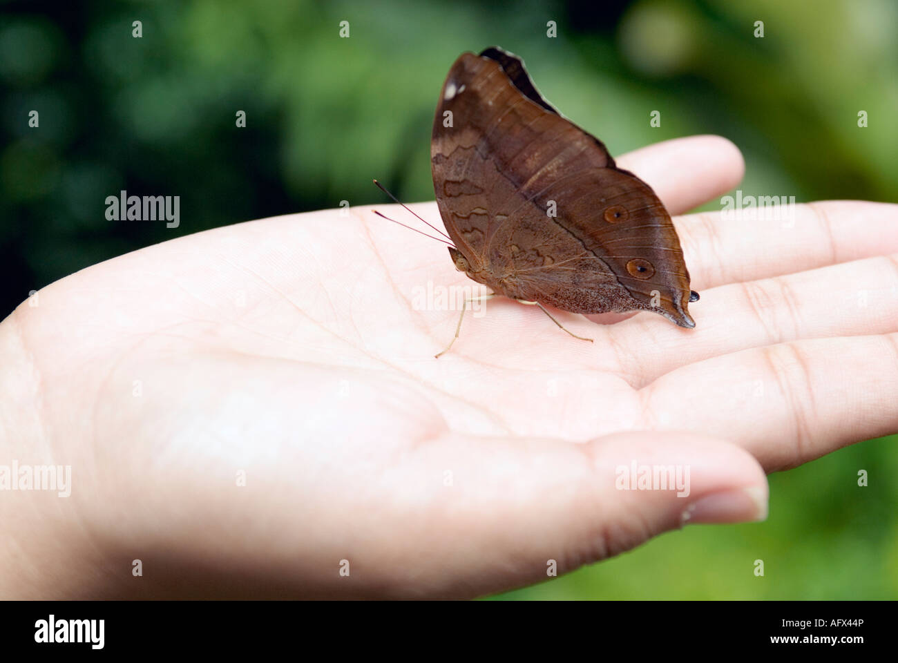 Philippines Moth Resting On Hand Bohol Visayas Stock Photo - Alamy