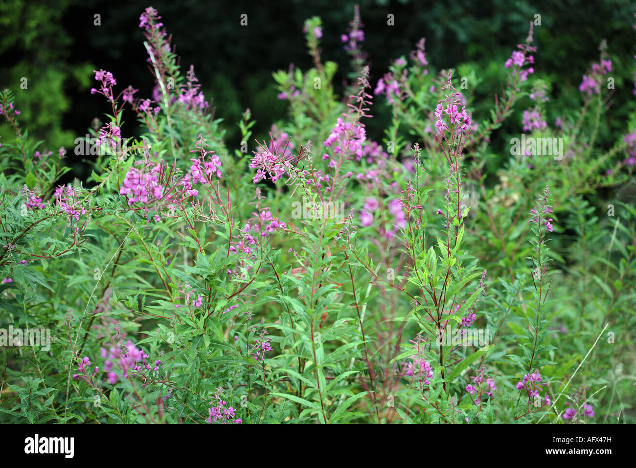 Rosebay Willow Herb Epilobium angustifolium syn Chamerion angustifolium ...