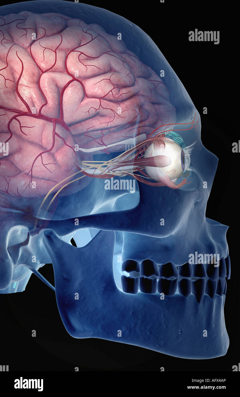 The arteries of the brain and eyes Stock Photo - Alamy