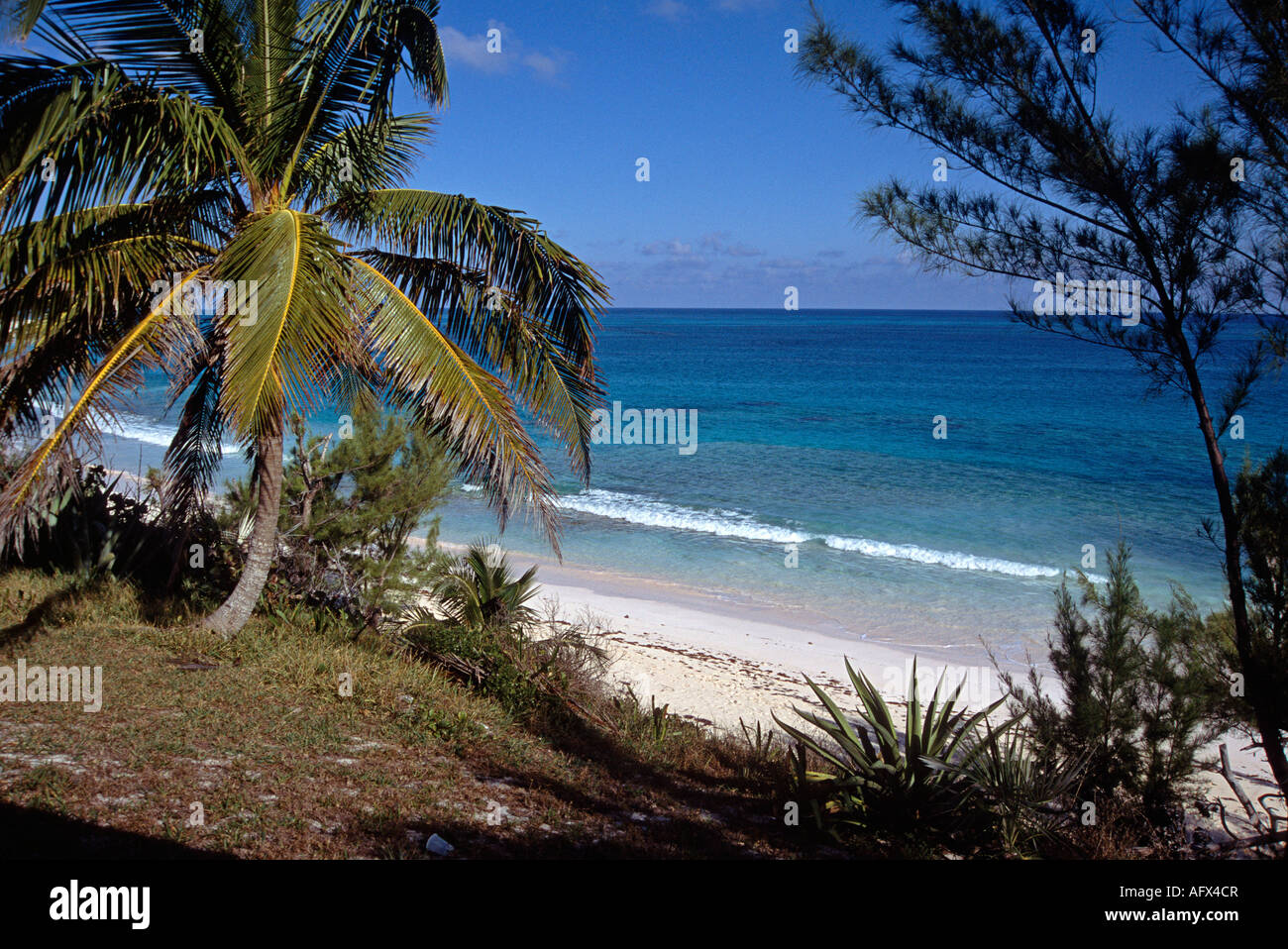 Pink sand beach on the island of Eleuthera Bahamas Stock Photo - Alamy