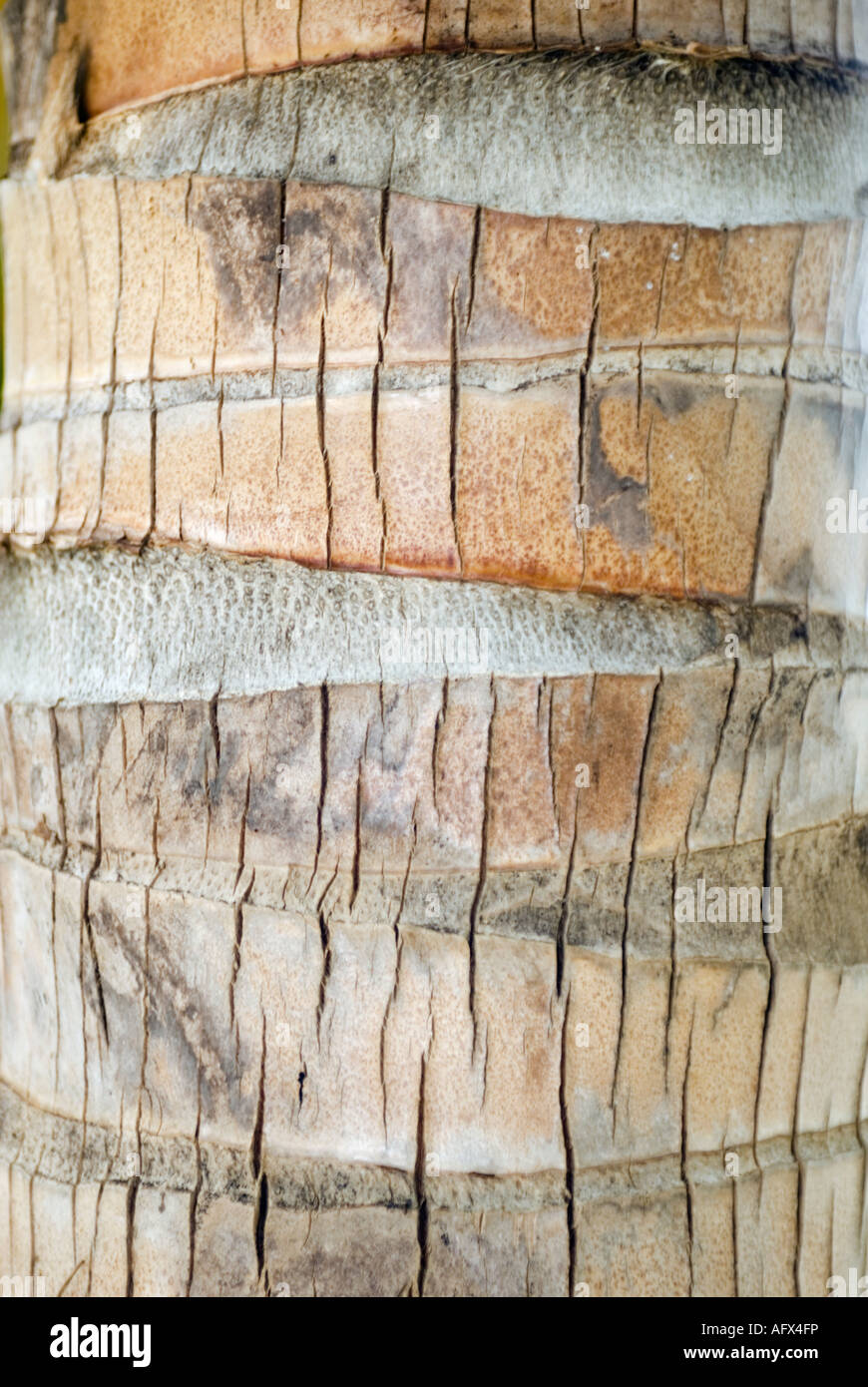 Closeup Detail Of Palm Tree Bark Philippines Bohol Visayas Stock Photo ...