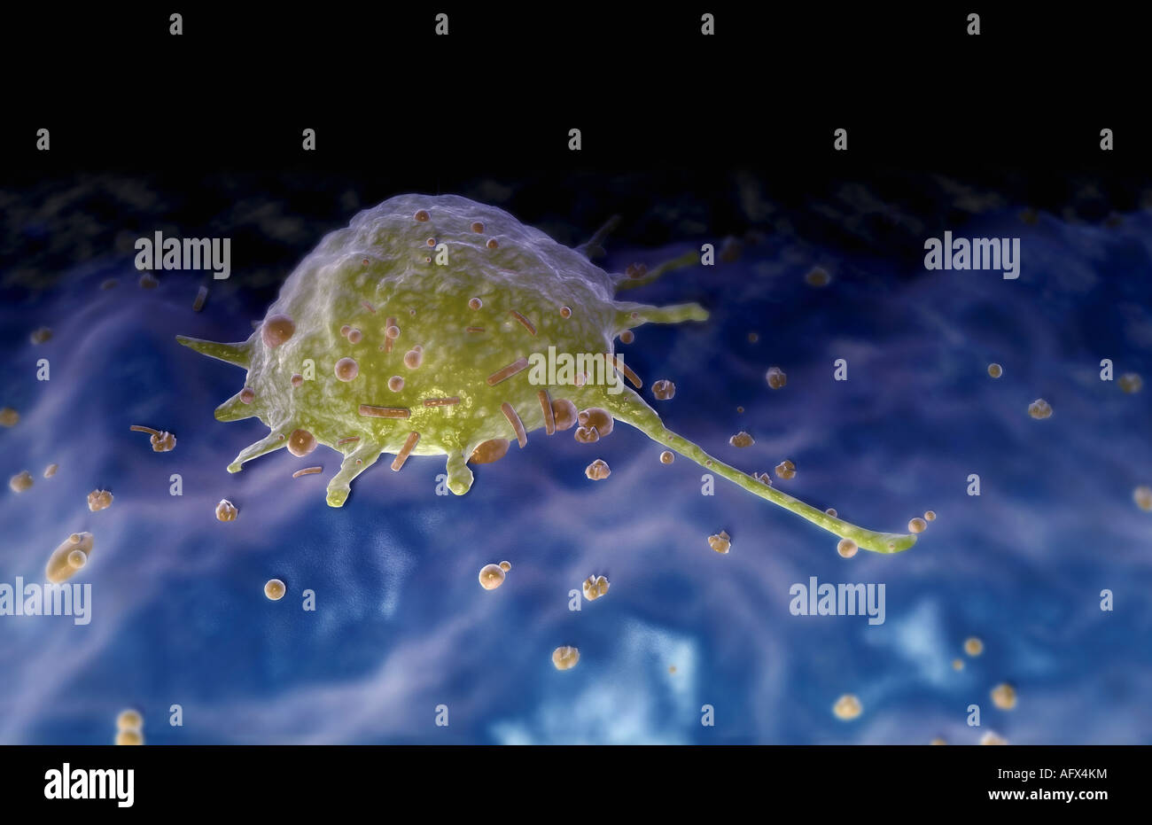 Phagocytes hi-res stock photography and images - Alamy