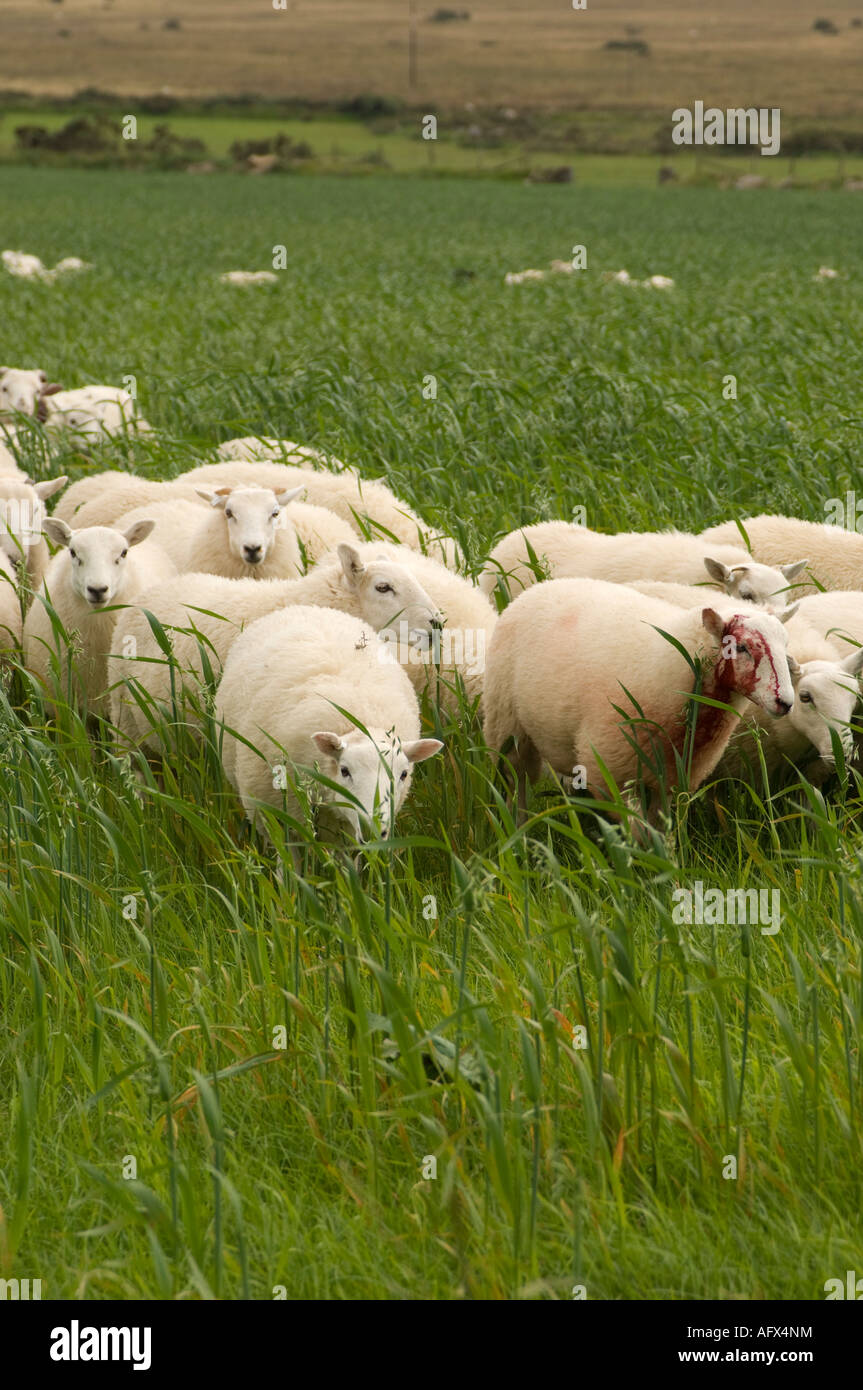 flock of sheep in field one with a bloody face Stock Photo - Alamy