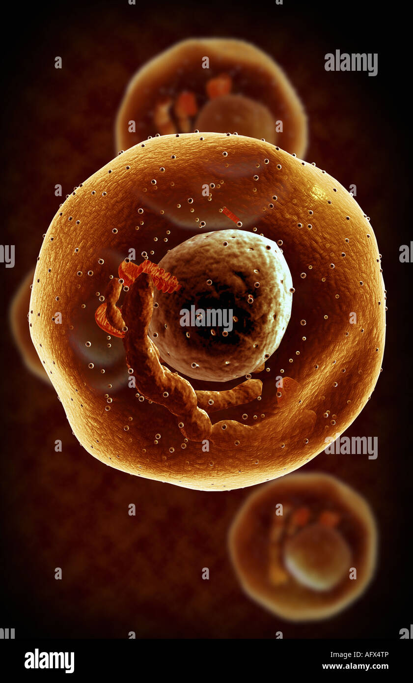Mast cells hi-res stock photography and images - Alamy