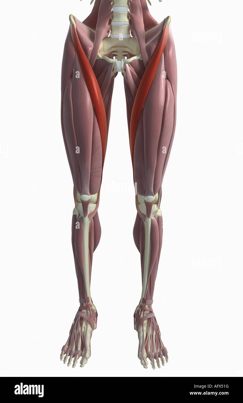 Sartorius muscle hi-res stock photography and images - Alamy