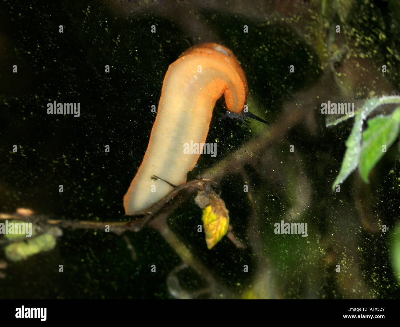 A European Black Slug on Greenhouse Window England Stock Photo - Alamy