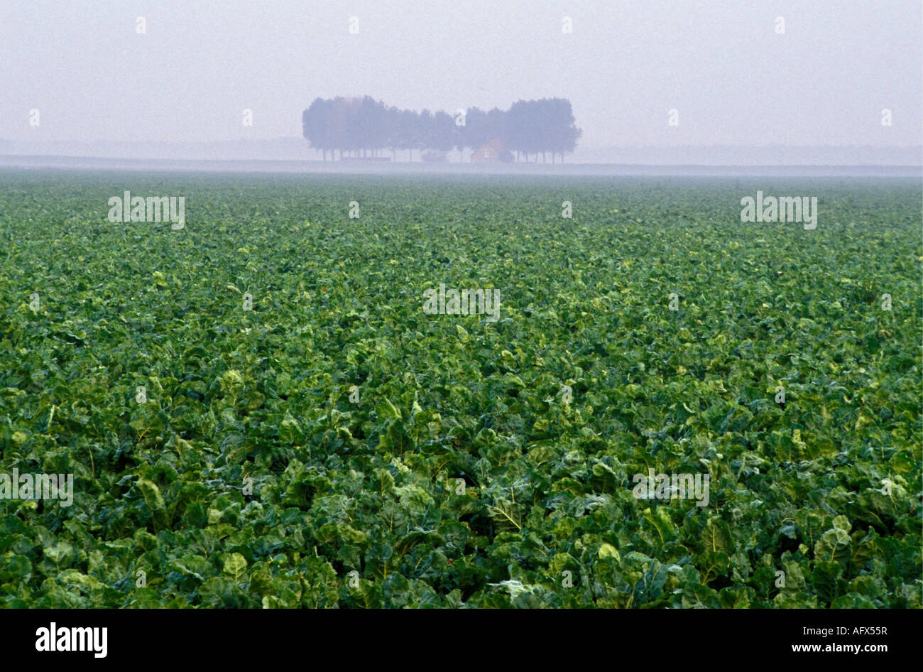 Netherlands Oud Sabbinge Farmland with trees and farm in background ...