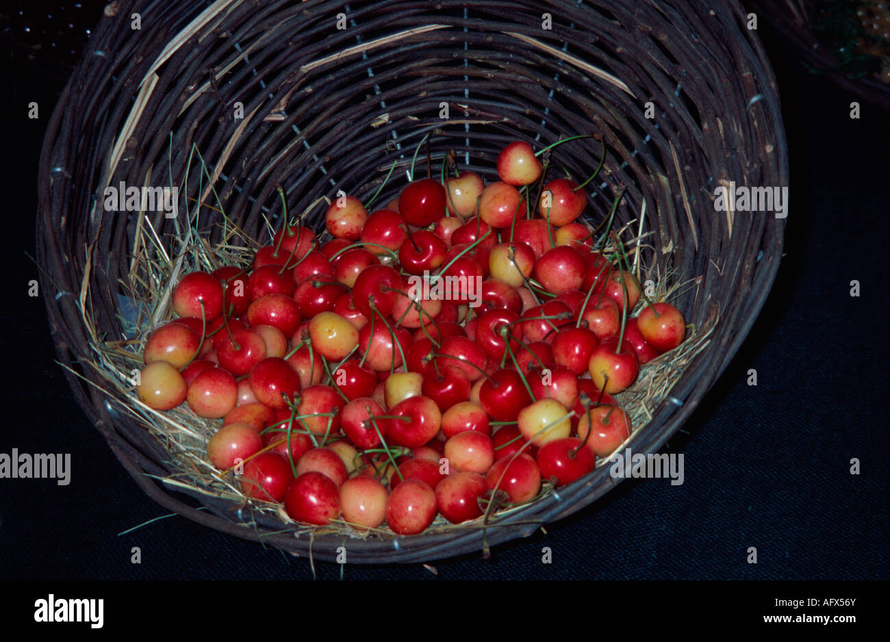 Cherries Prunus Avium Napoleon (Emla) at the Hampton Court Flower Show ...