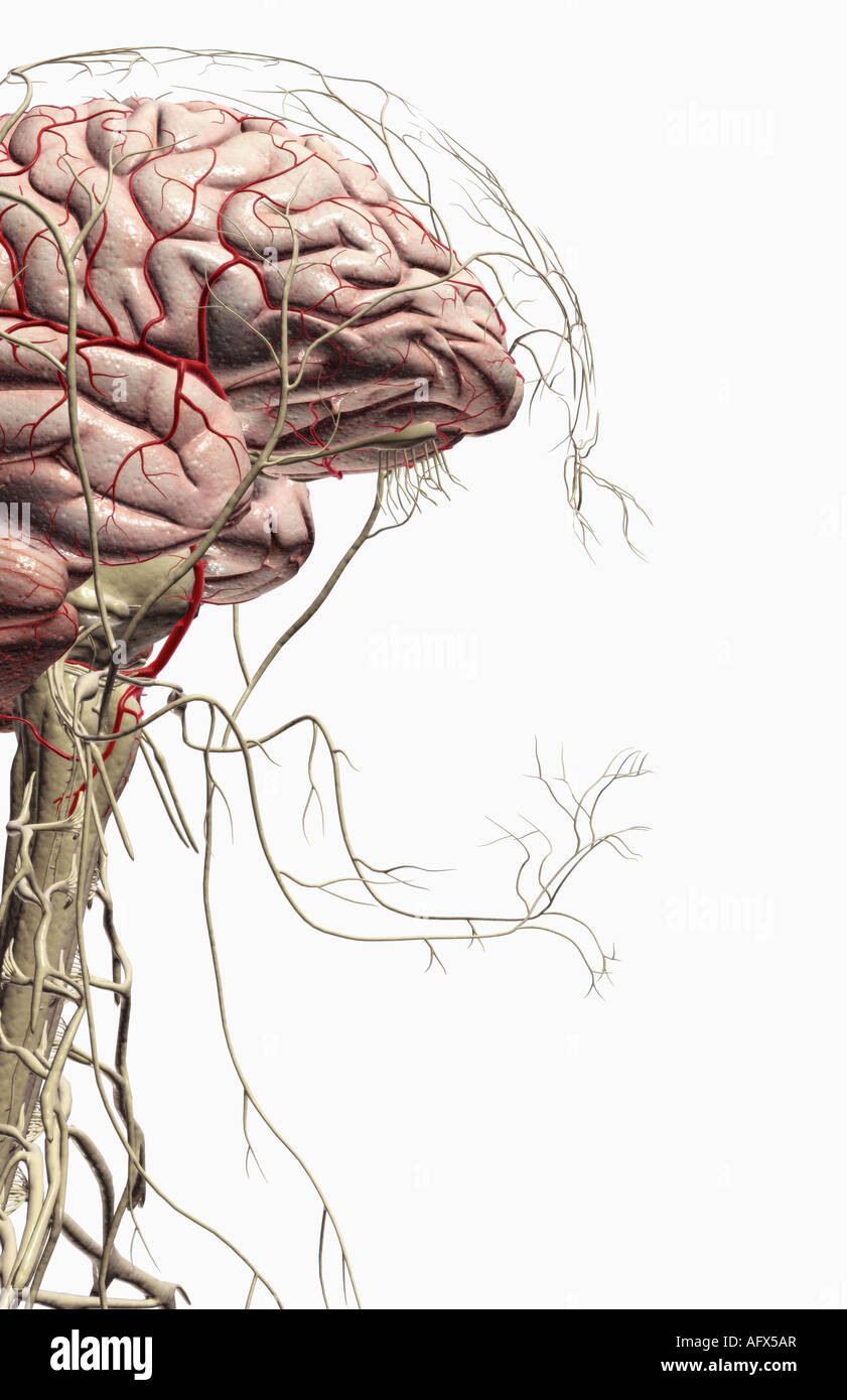 The brain and nerves of the head and neck Stock Photo - Alamy