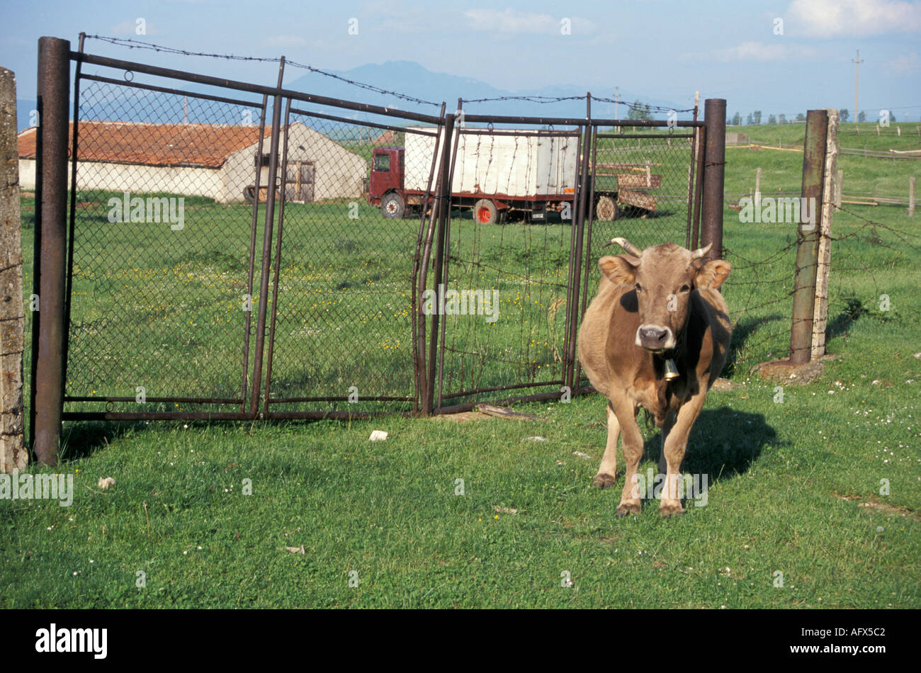 cow, fence, truck Stock Photo - Alamy