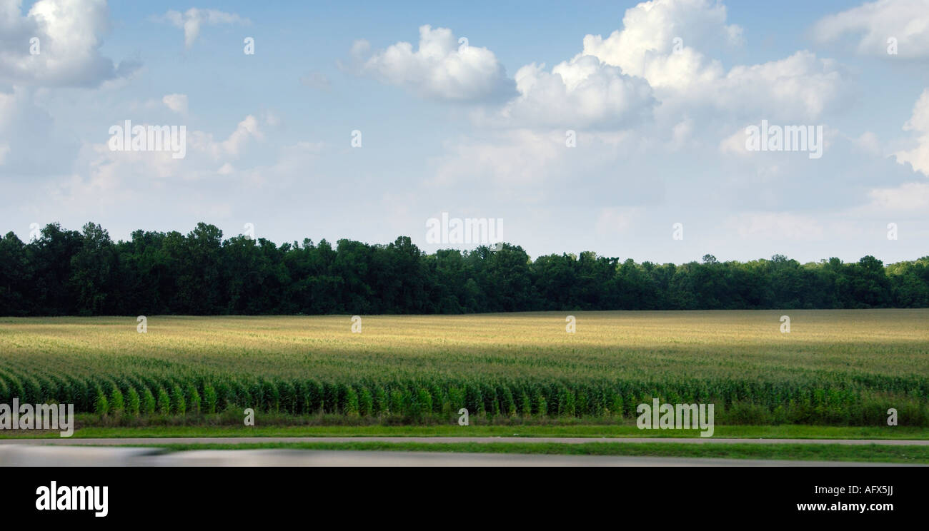 Corn crop farming hi-res stock photography and images - Alamy