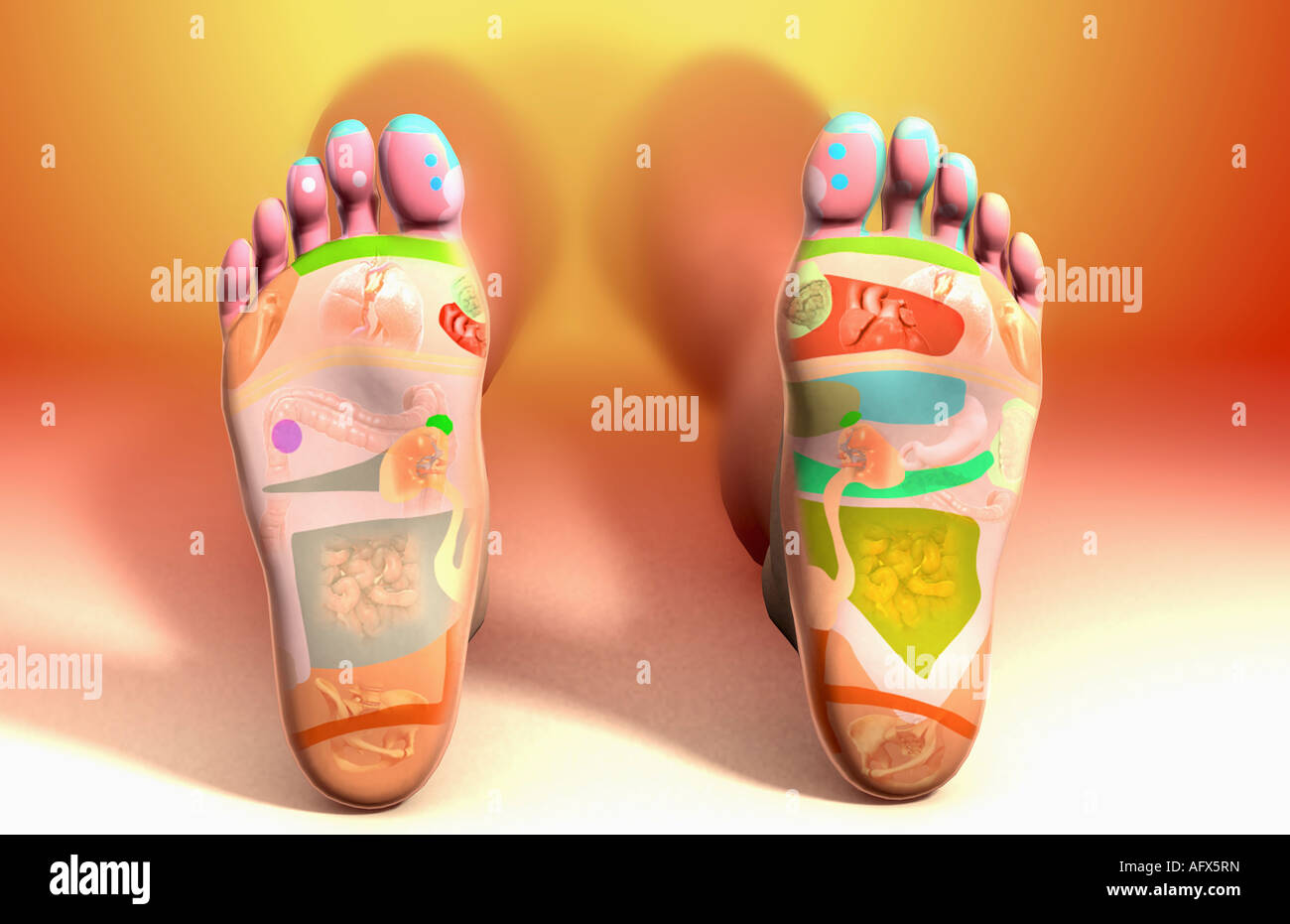Reflexology foot map Stock Photo - Alamy