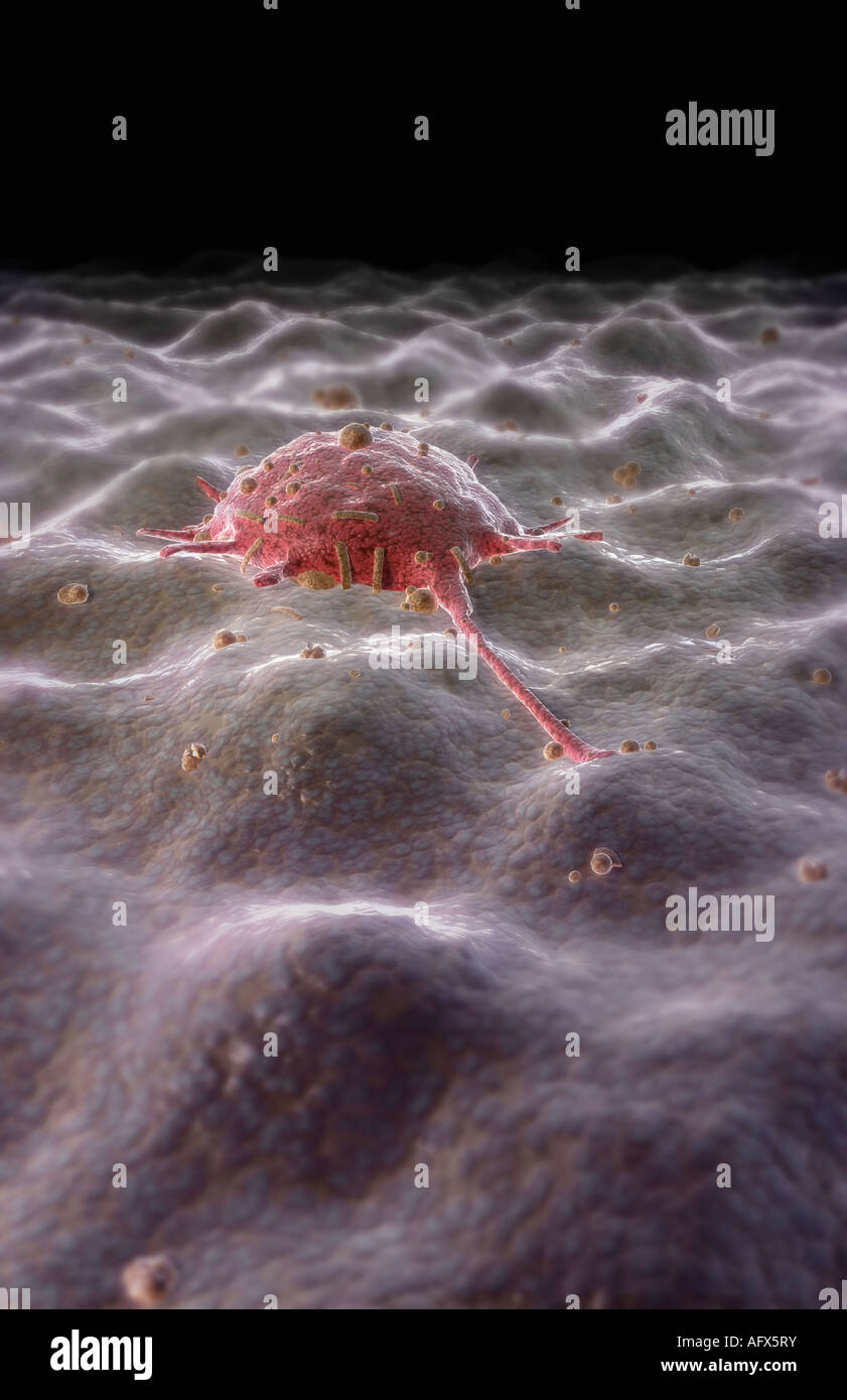 Macrophage hi-res stock photography and images - Alamy