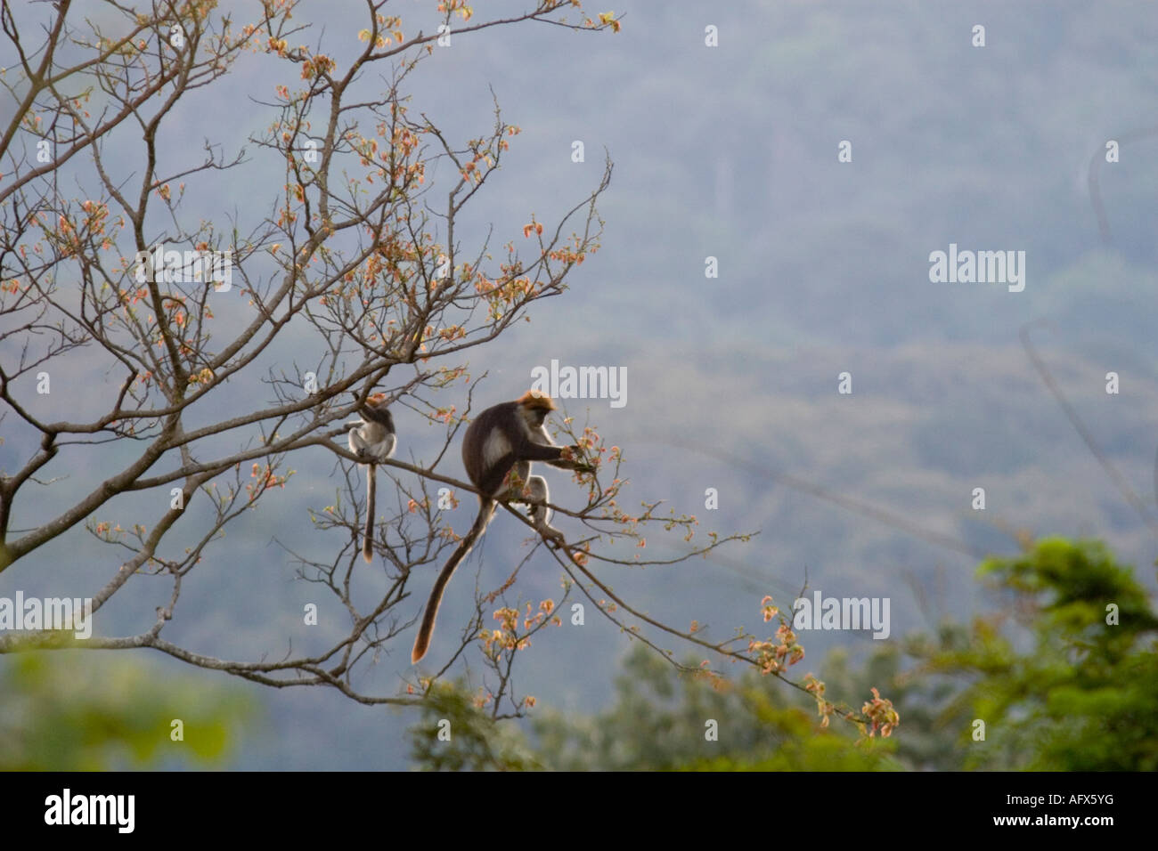Udzungwa red colobus also known as Iringa red colobus Procolobus ...