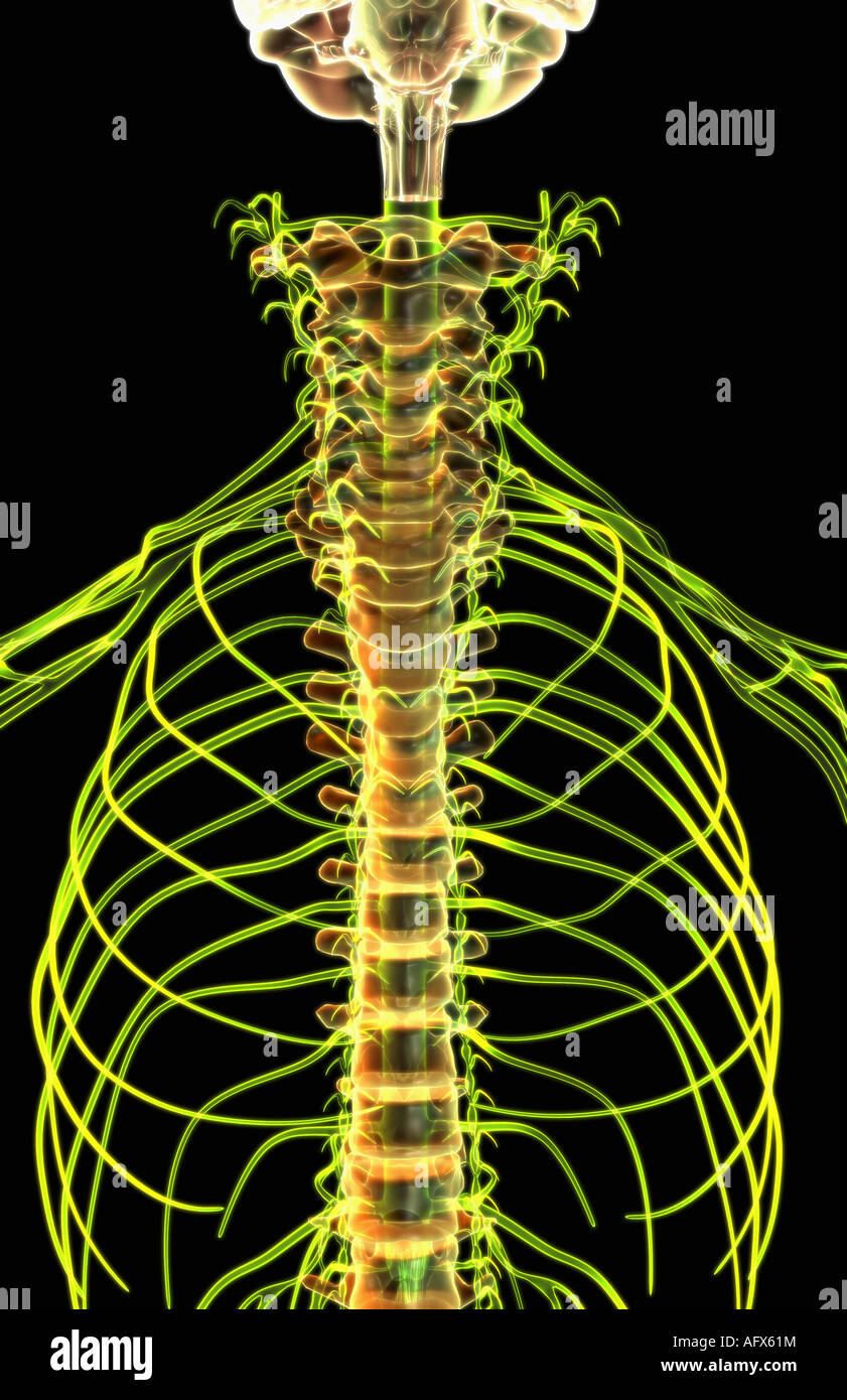 The nerves of the upper body Stock Photo - Alamy