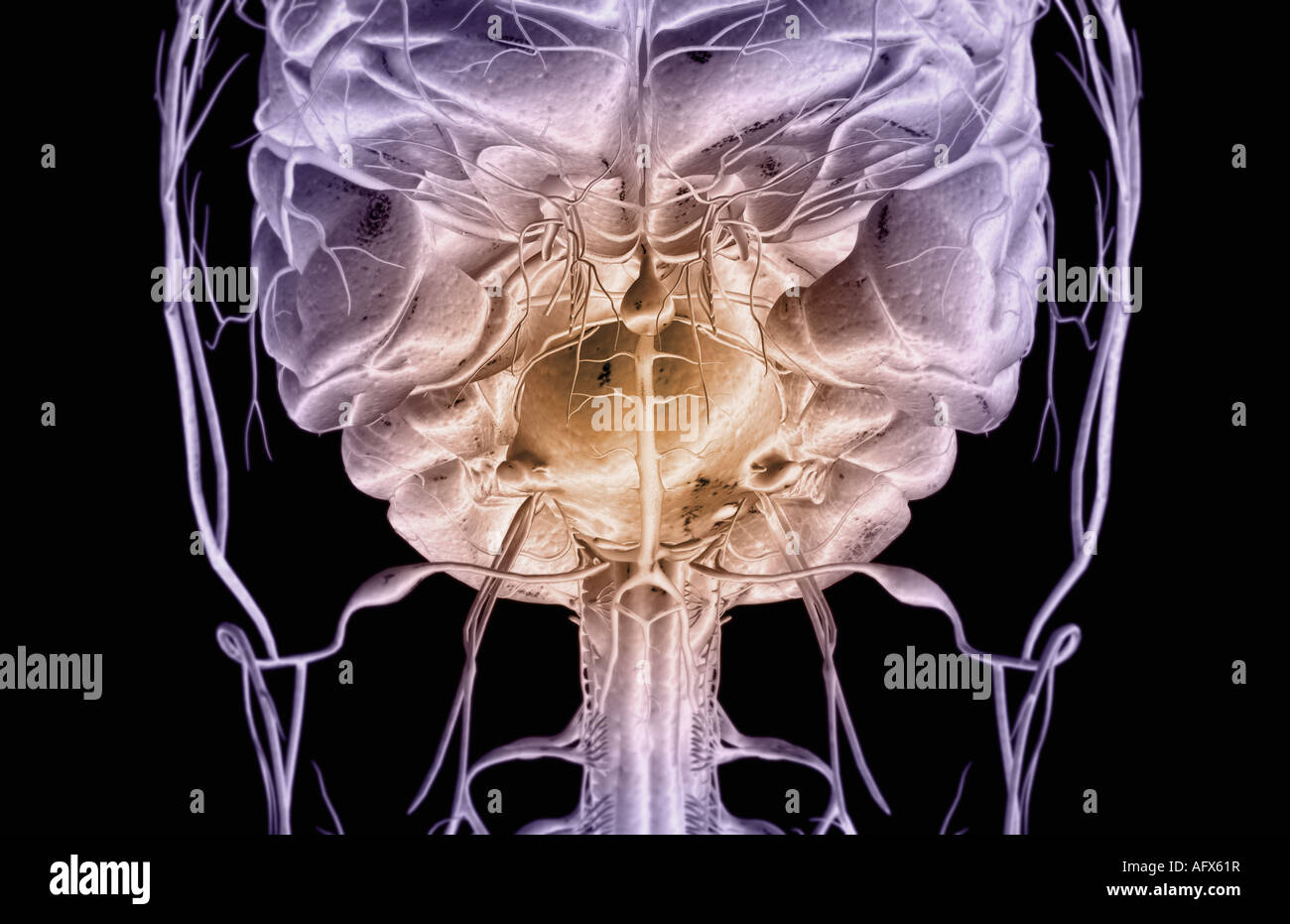 The brain and nerves of the head Stock Photo - Alamy