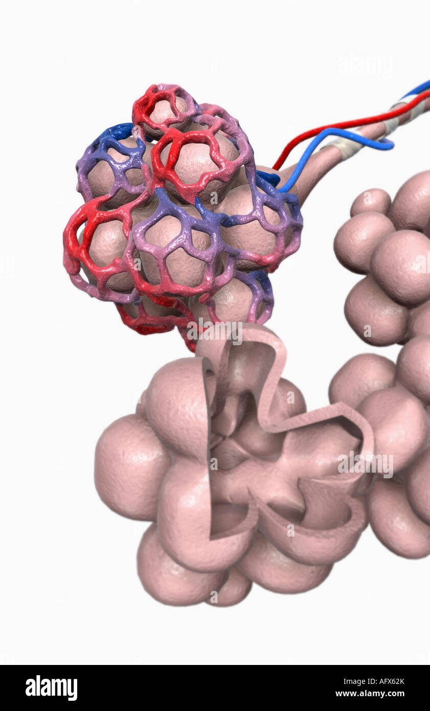 Alveoli hi-res stock photography and images - Alamy