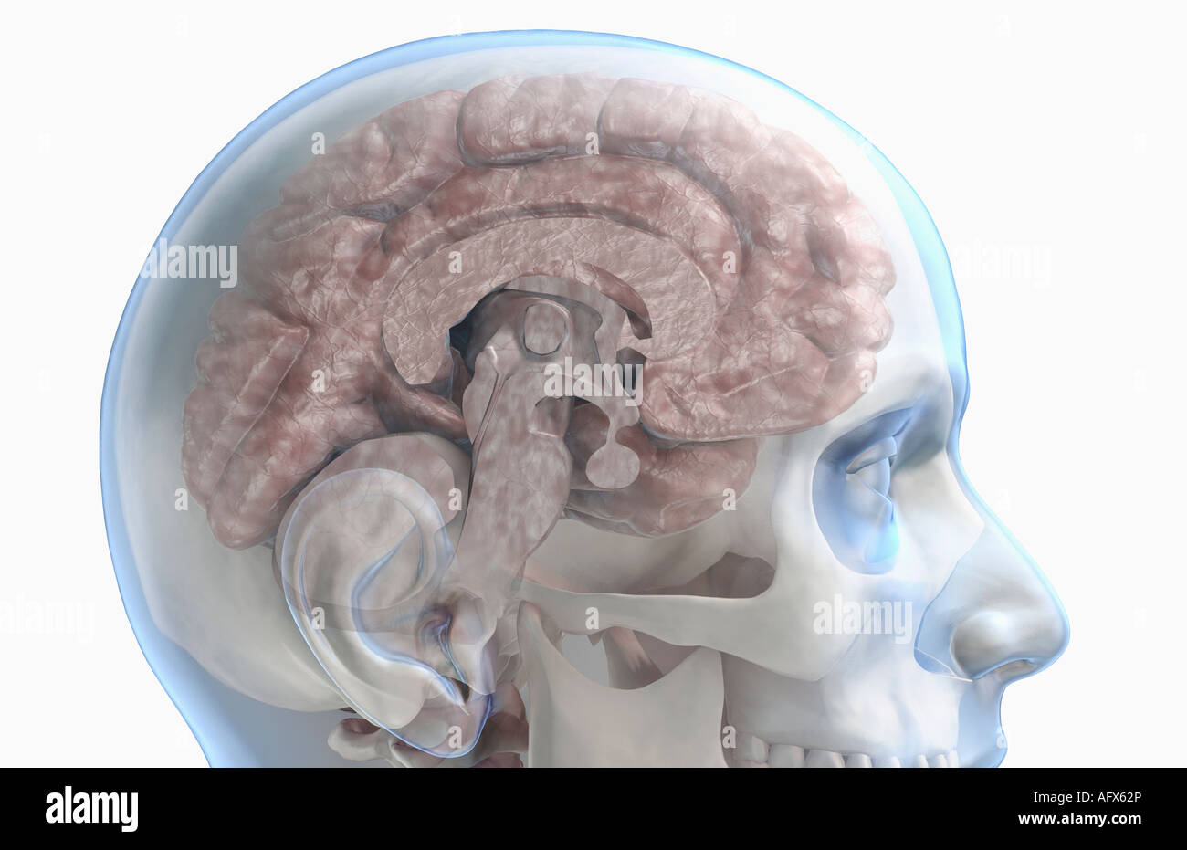Interthalamic adhesion hi-res stock photography and images - Alamy