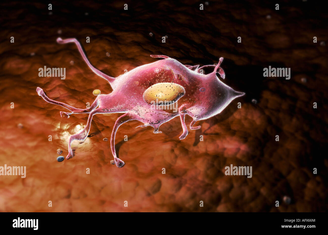 Myeloid progenitor cells Stock Photo - Alamy