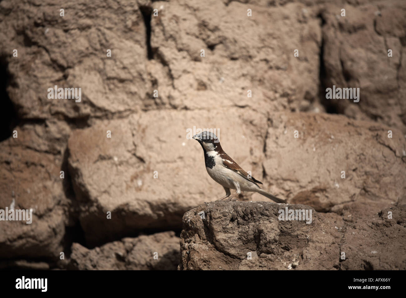 Desert bird at the Western Defuffa, Kerma, Sudan Stock Photo - Alamy