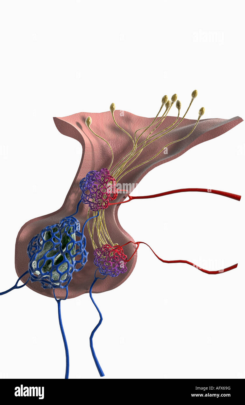 Hypophyseal hi-res stock photography and images - Alamy