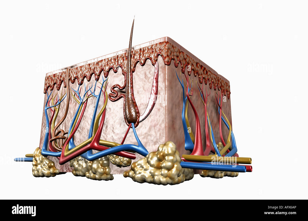 Human integumentary system hi-res stock photography and images - Alamy