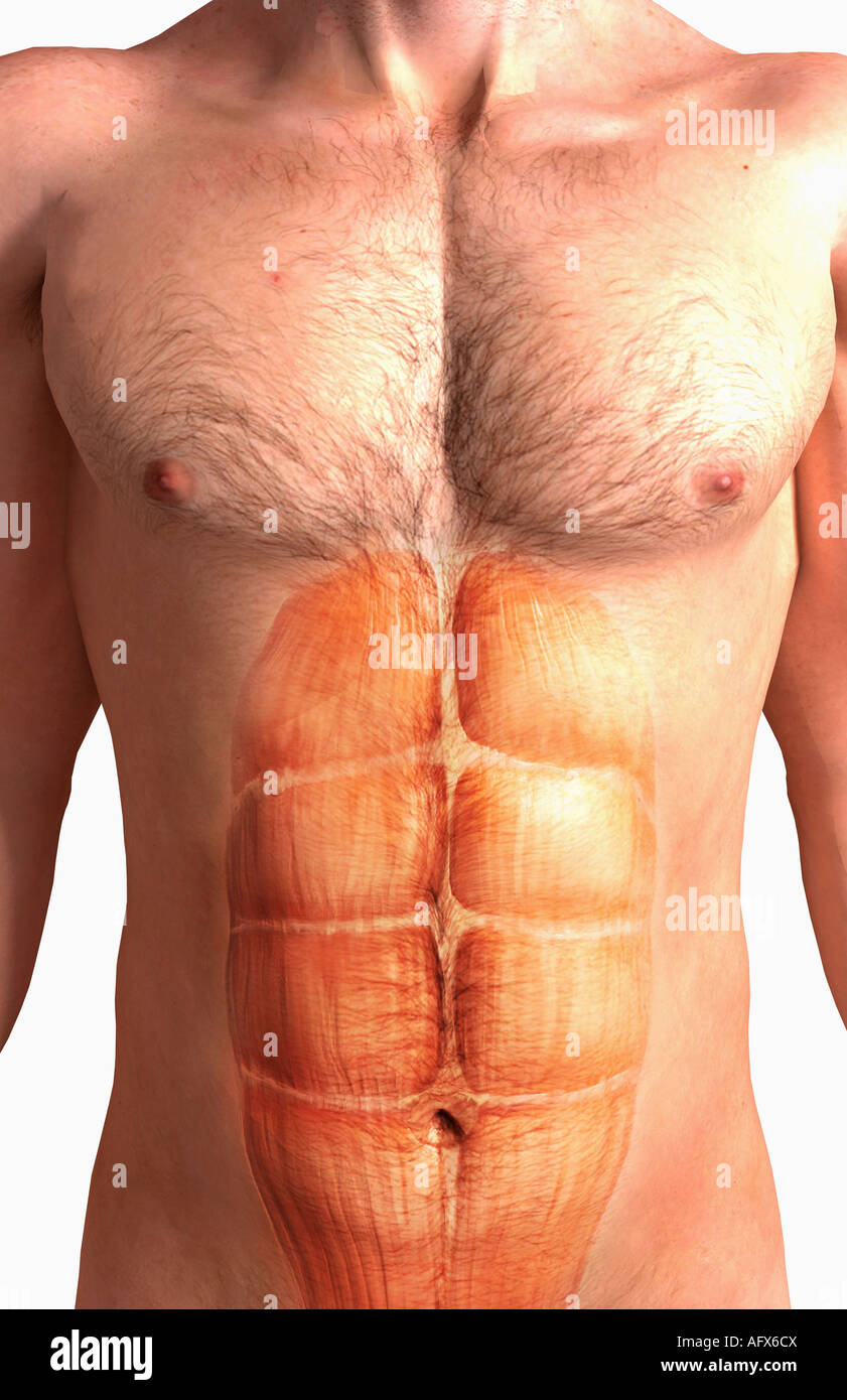 Rectus abdominis hi-res stock photography and images - Alamy