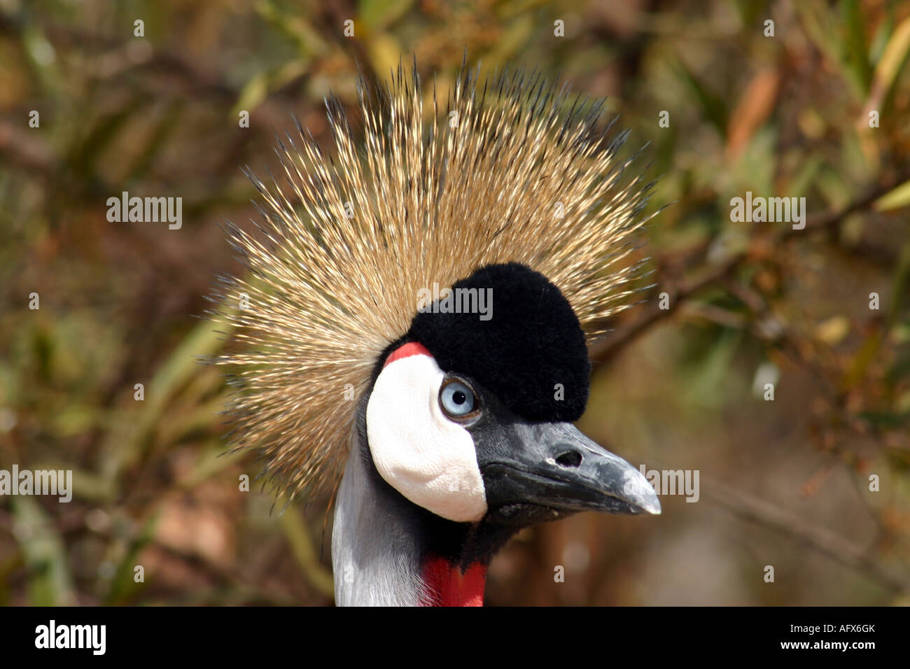 Crowned Crane Close Up Stock Photo - Alamy
