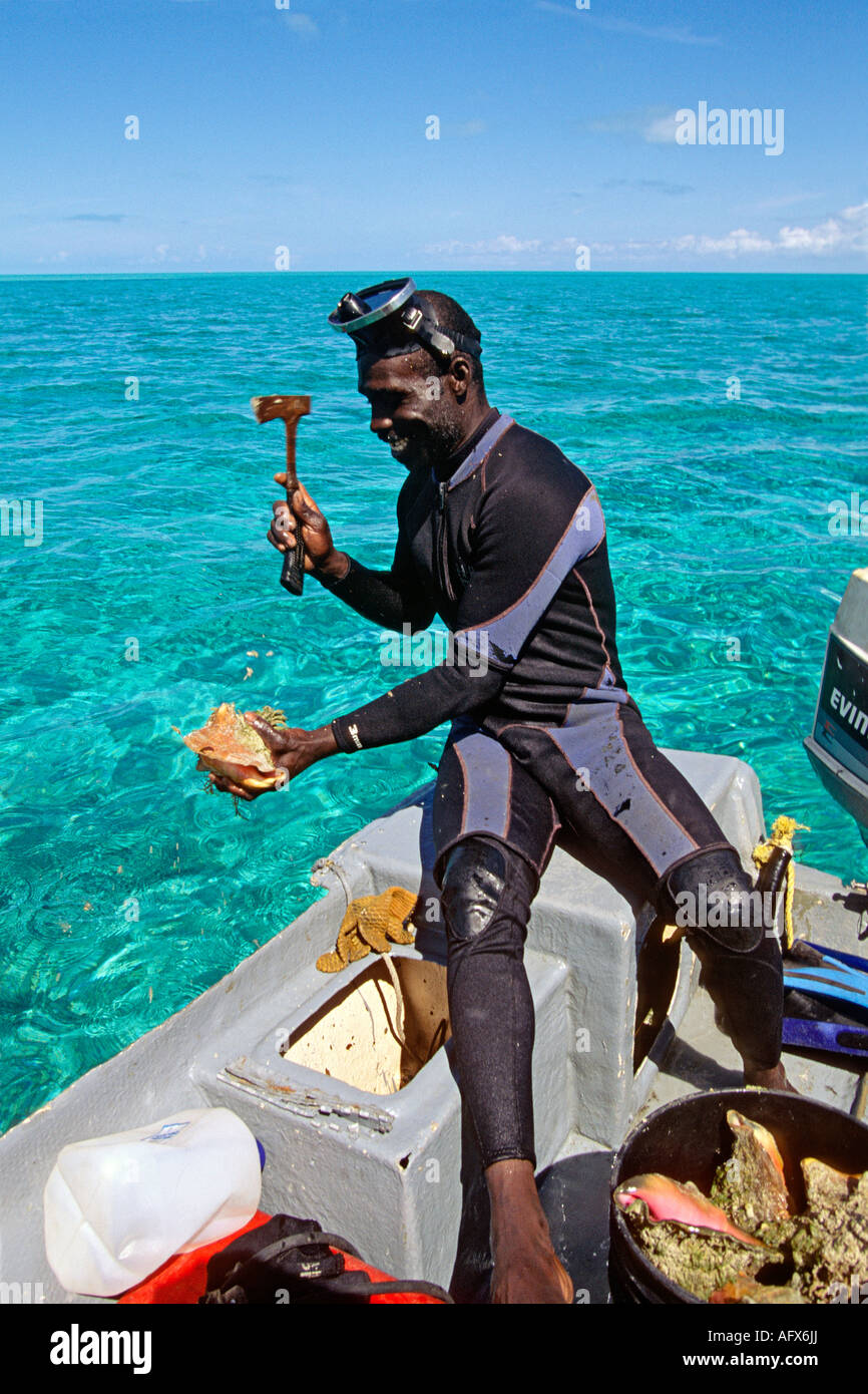 Bahamian diver cracking the shell of a freshly caught conch in a ...