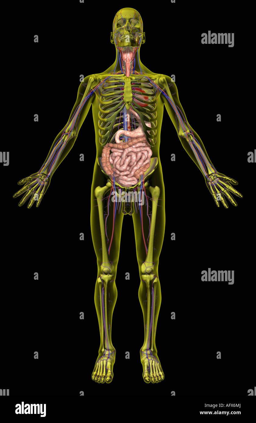 Sigmoid artery hi-res stock photography and images - Alamy