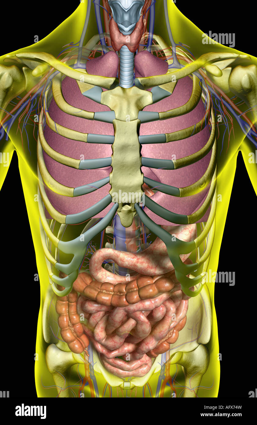 Respiratory And Digestive System Anatomy 220 With Wisco