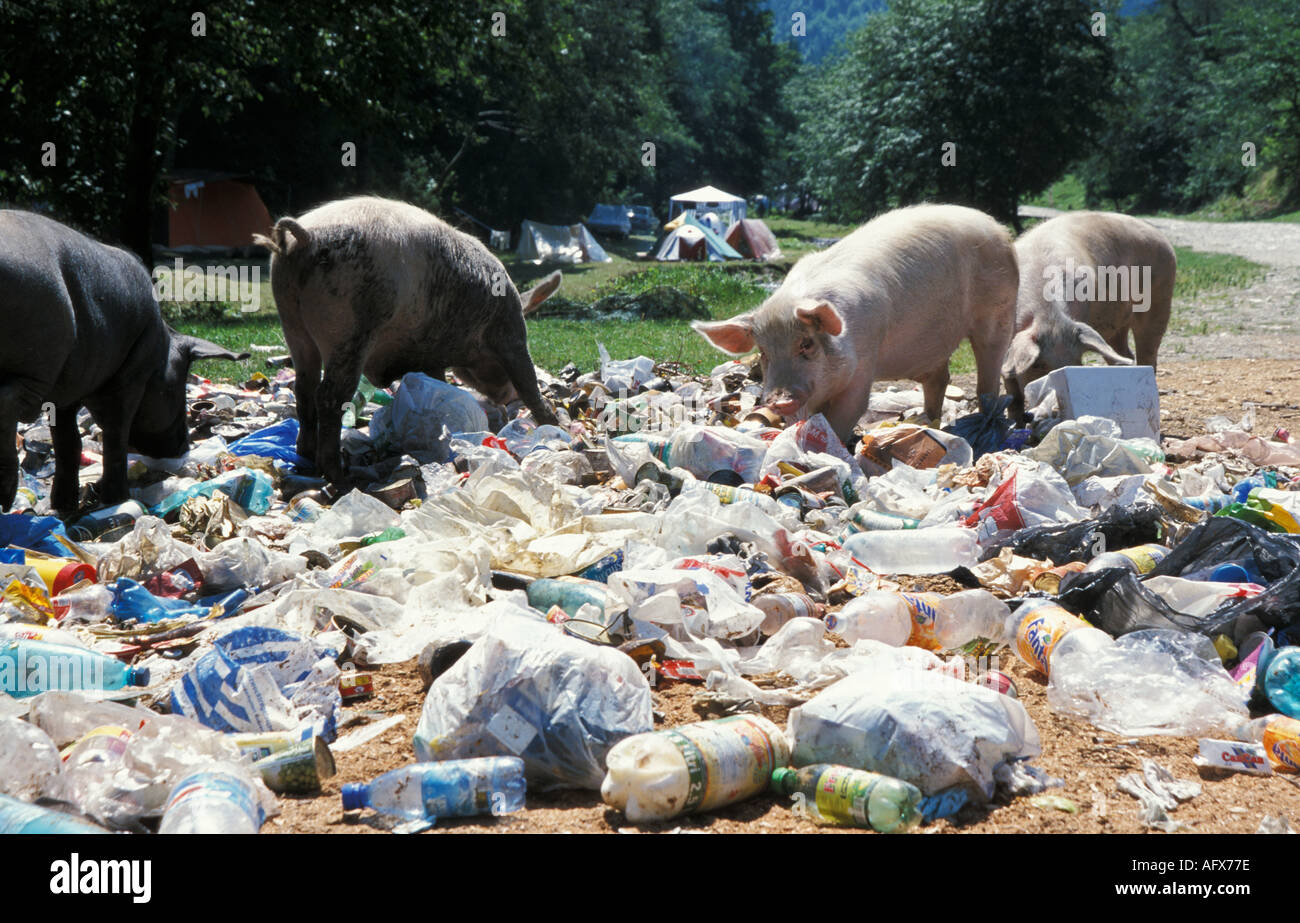 pigs in garbage Stock Photo - Alamy