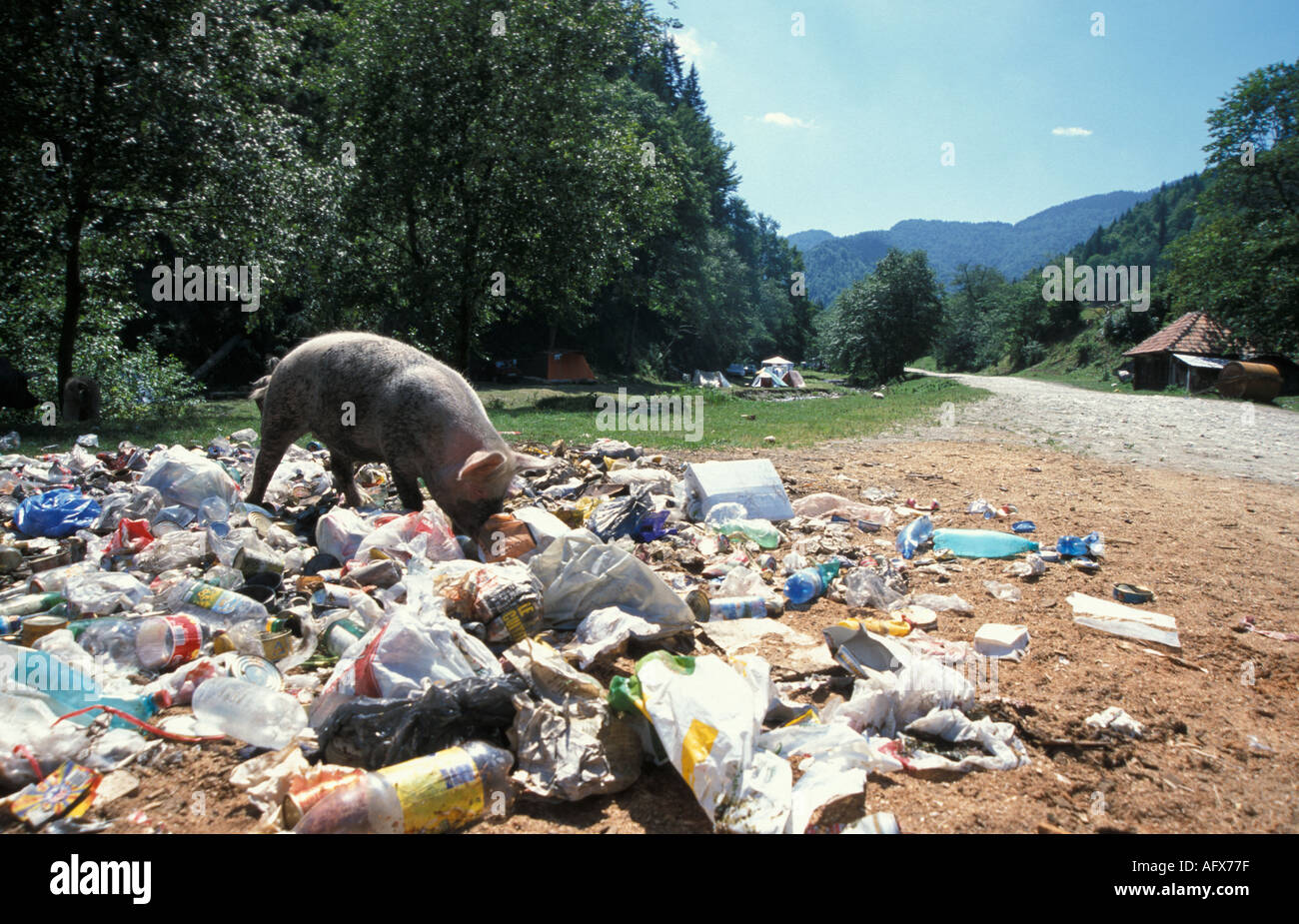 pigs in garbage Stock Photo - Alamy