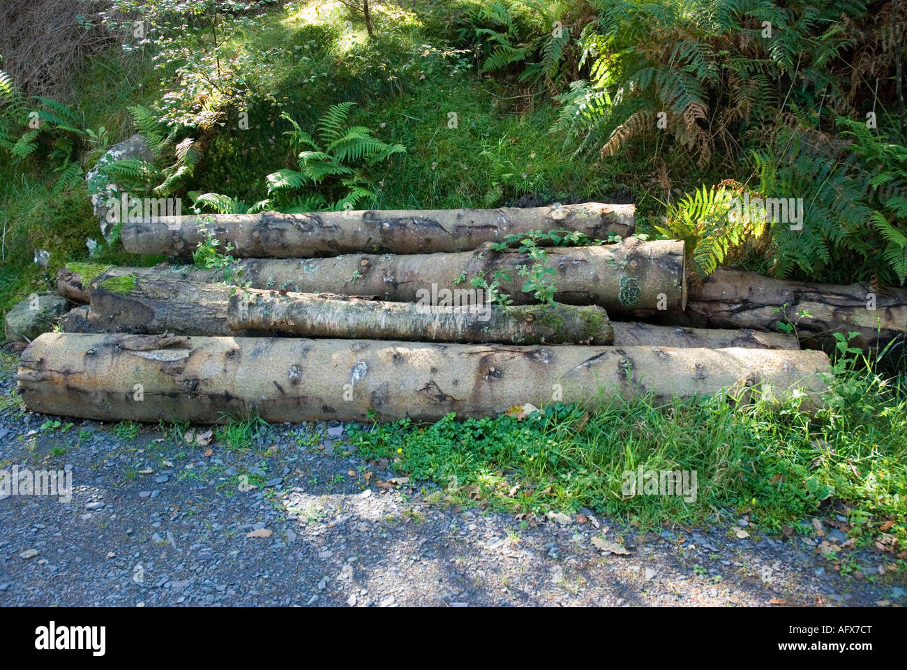 Pile of logs Stock Photo - Alamy