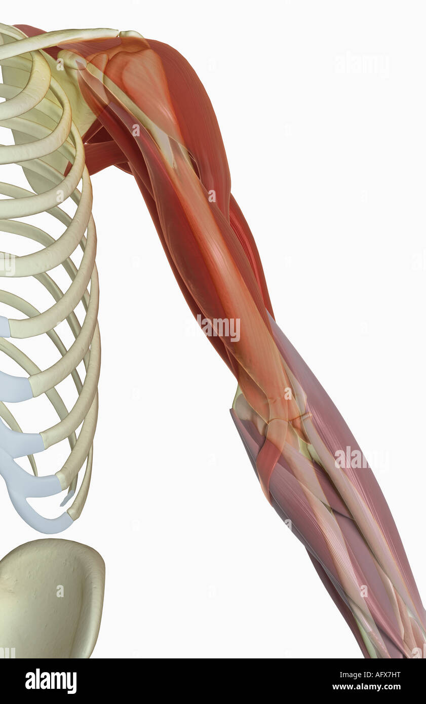 The muscles of the shoulder and upper arm Stock Photo - Alamy